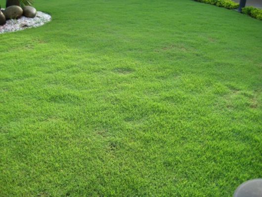 Grama Coreana / Japonesa: Características, Preço, Cuidados e 25 fotos