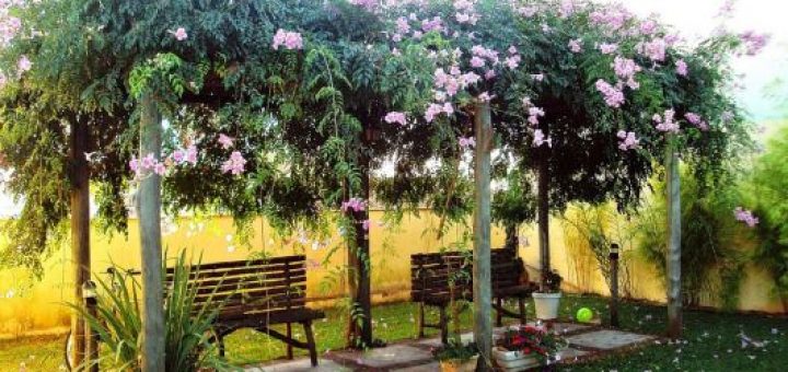 Flor Íris: +30 Fotos Magníficas, Espécies e Como Cultivar!