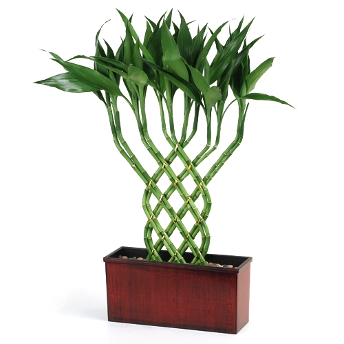 Bambu da Sorte: O que é? Significado, preço, modelos e cuidados