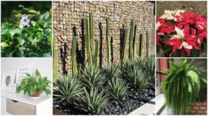 Tipos de plantas – 16 espécies diferentes para você ter em casa!