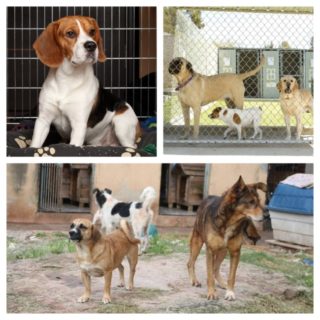 +50 modelos de【CANIL PARA CACHORRO】• Como construir?