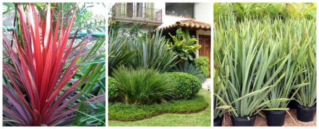 Fórmio: +30 ideias de paisagismo e como cultivar a planta!