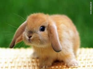 Tudo sobre【COELHO】ᐅ Características, raças e como cuidar!