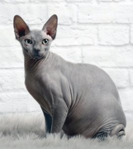 Guia do【GATO SPHYNX】ᐅ Tudo sobre a raça sem pelos!