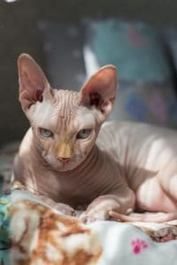 Guia do【GATO SPHYNX】ᐅ Tudo sobre a raça sem pelos!