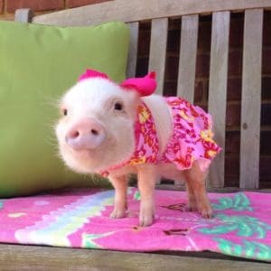 Mini porco – Como cuidar? + Tudo sobre o mini pig! •【2025】