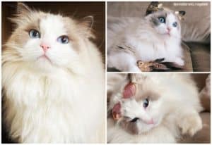 Gato Ragdoll – Características, preços e como cuidar!【2026】