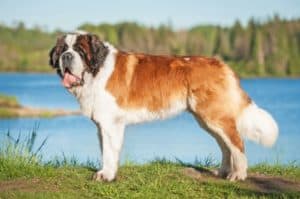 Cachorro Peludo 21 Raças De Todos Os Portes E Cuidados
