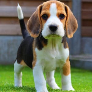 Cachorros dóceis – As 11 raças mais carinhosas e afetivas!