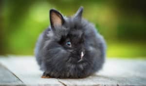 Coelho angorá – Como cuidar, características e mais!【[2022]】