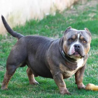 American Bully – Tipos, Cuidados e Guia Completo da Raça!