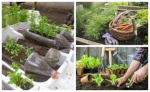 Horta em Casa – O que plantar? + 50 Inspirações e passo a passo!