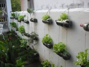 Horta em Casa – O que plantar? + 50 Inspirações e passo a passo!