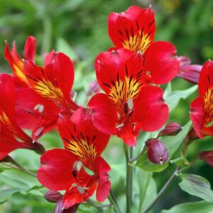 Astromélia: +60 Flores Lindíssimas, Cores e Como Cuidar!
