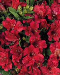 Astromélia: +60 Flores Lindíssimas, Cores e Como Cuidar!