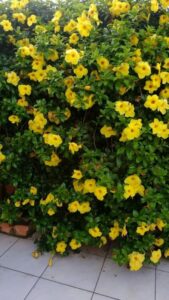 Guia da【ALAMANDA】– Como Cuidar | Cores | Fotos Lindas!