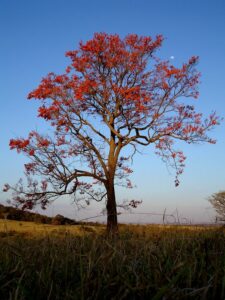 Chá de Mulungu – Como Fazer? + Benefícios e Tudo Sobre!