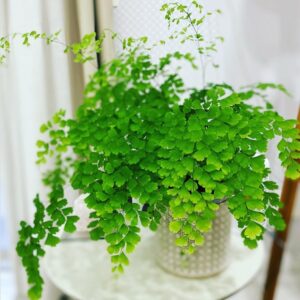 Avenca: +55 Ideias Maravilhosas, Cuidados e Tudo Sobre!