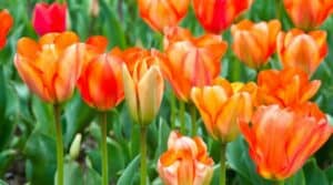 Flores da Primavera: +60 Fotos Lindas, Espécies e Tudo Sobre!