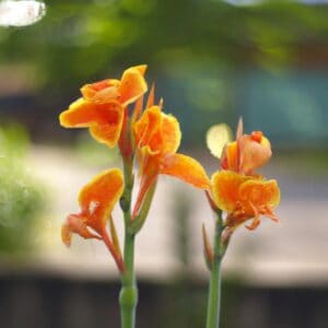 Flores Laranja: +60 Fotos Magníficas e Nomes de Espécies!