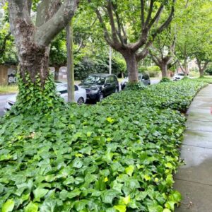 Planta Hera – Como Cultivar + 40 Fotos Lindas na Decoração!