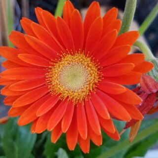 Flores Laranja: +60 Fotos Magníficas e Nomes de Espécies!