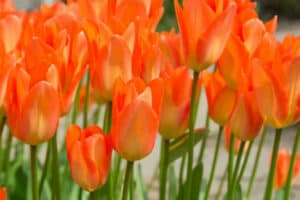 Flores Laranja: +60 Fotos Magníficas e Nomes de Espécies!