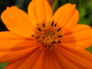 Flores Laranja: +60 Fotos Magníficas e Nomes de Espécies!