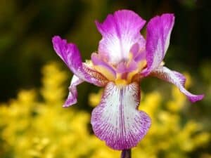 Flor Íris: +30 Fotos Magníficas, Espécies e Como Cultivar!