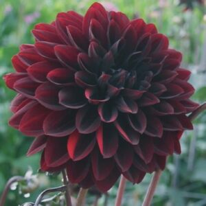 Flores Negras – As 7 Espécies Mais Surpreendentes!