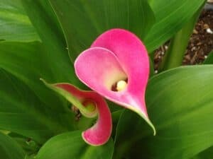 Guia da【CALLA】– Características e Tudo Sobre a Planta!