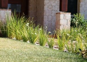 Moréia: +30 Fotos Surpreendentes e Como Cultivar a Planta!