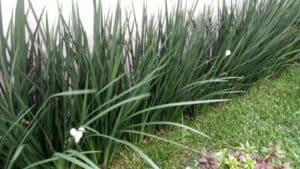 Moréia: +30 Fotos Surpreendentes e Como Cultivar a Planta!