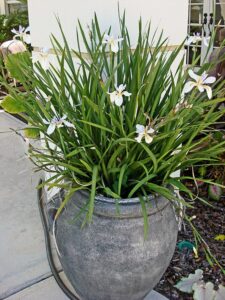 Moréia: +30 Fotos Surpreendentes e Como Cultivar a Planta!